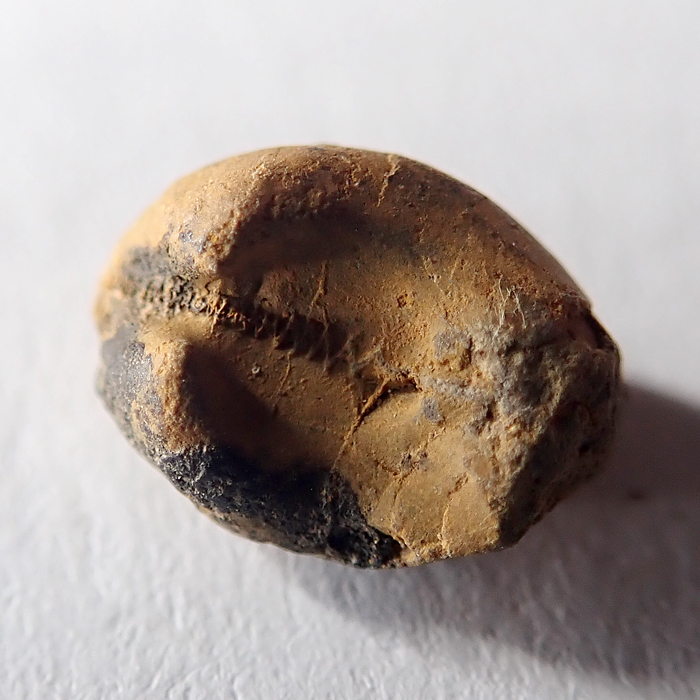 Fossil-alma-ordovik-nf